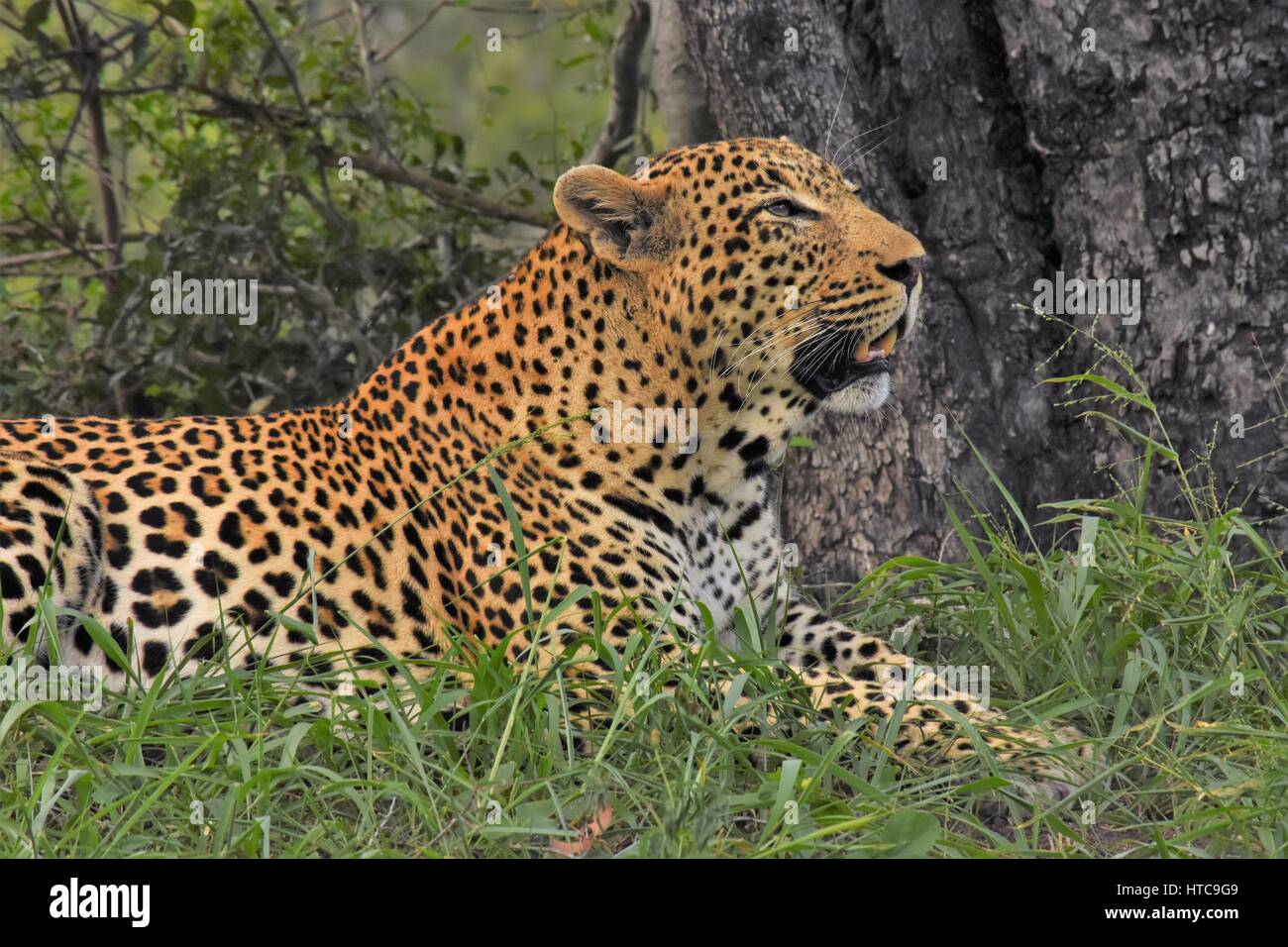 Large male leopard sitting by a tree Sabi Sands South Africa Stock ...