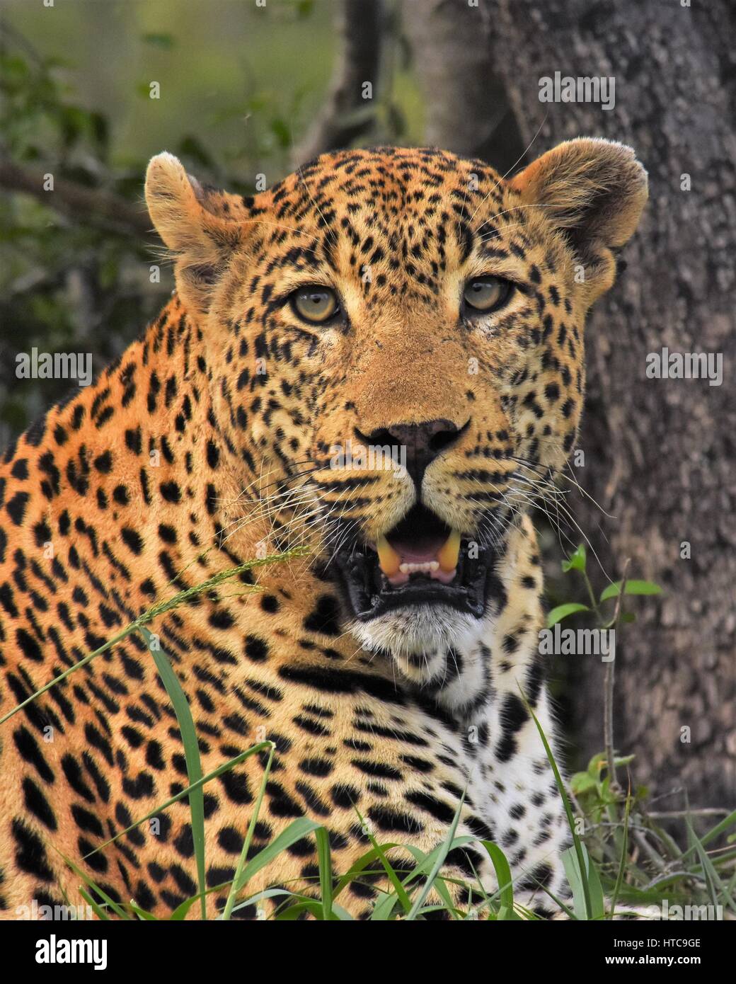 Large male leopard sitting by a tree Sabi Sands South Africa Stock ...