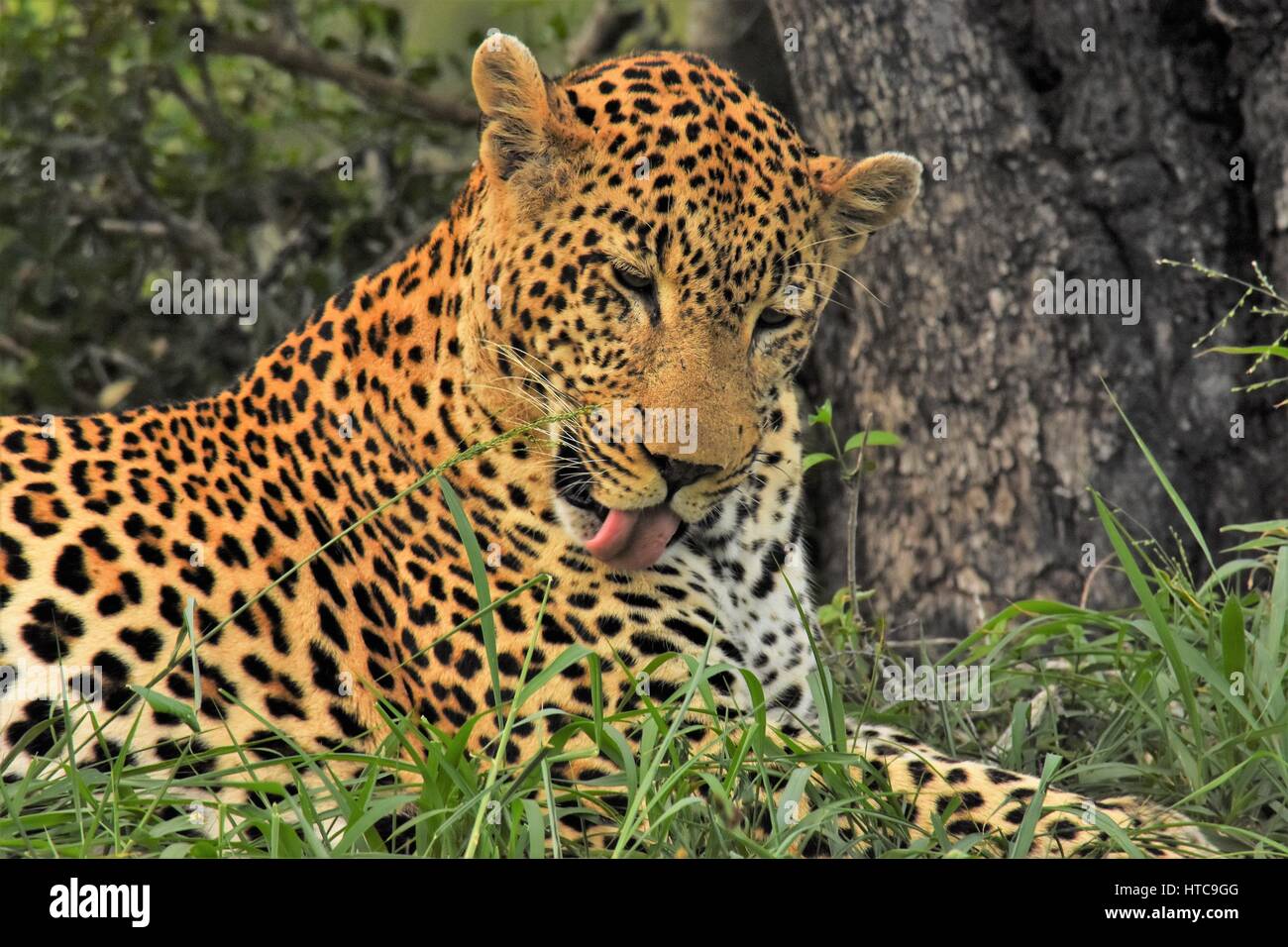 Large male leopard sitting by a tree Sabi Sands South Africa Stock ...