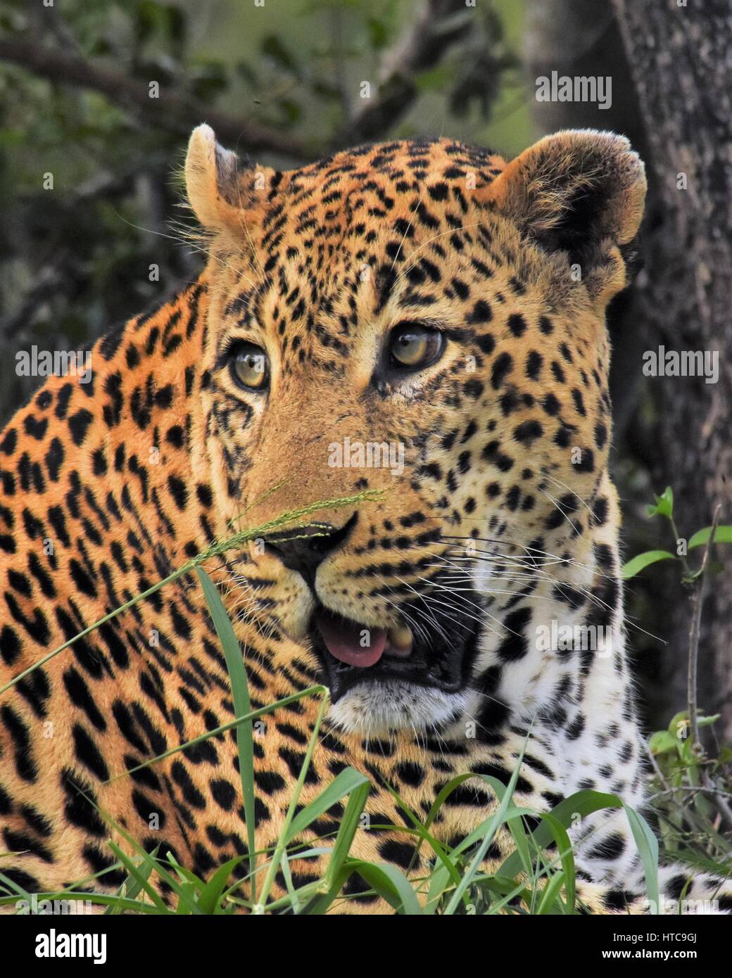 Large male leopard sitting by a tree Sabi Sands South Africa Stock ...