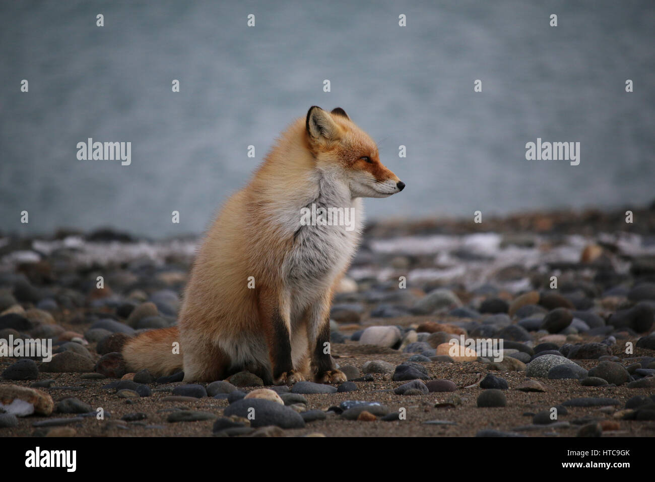 Nature Of The Sakhalin High Resolution Stock Photography and Images - Alamy
