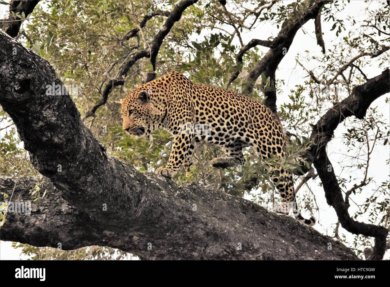 Leopard in the tree Stock Photo - Alamy