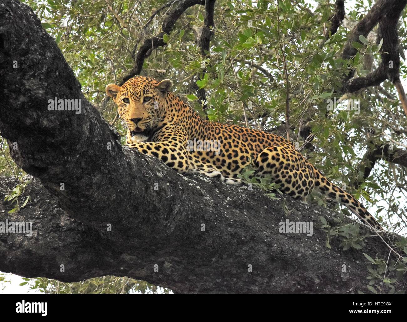 Male and female leopard hi-res stock photography and images - Alamy