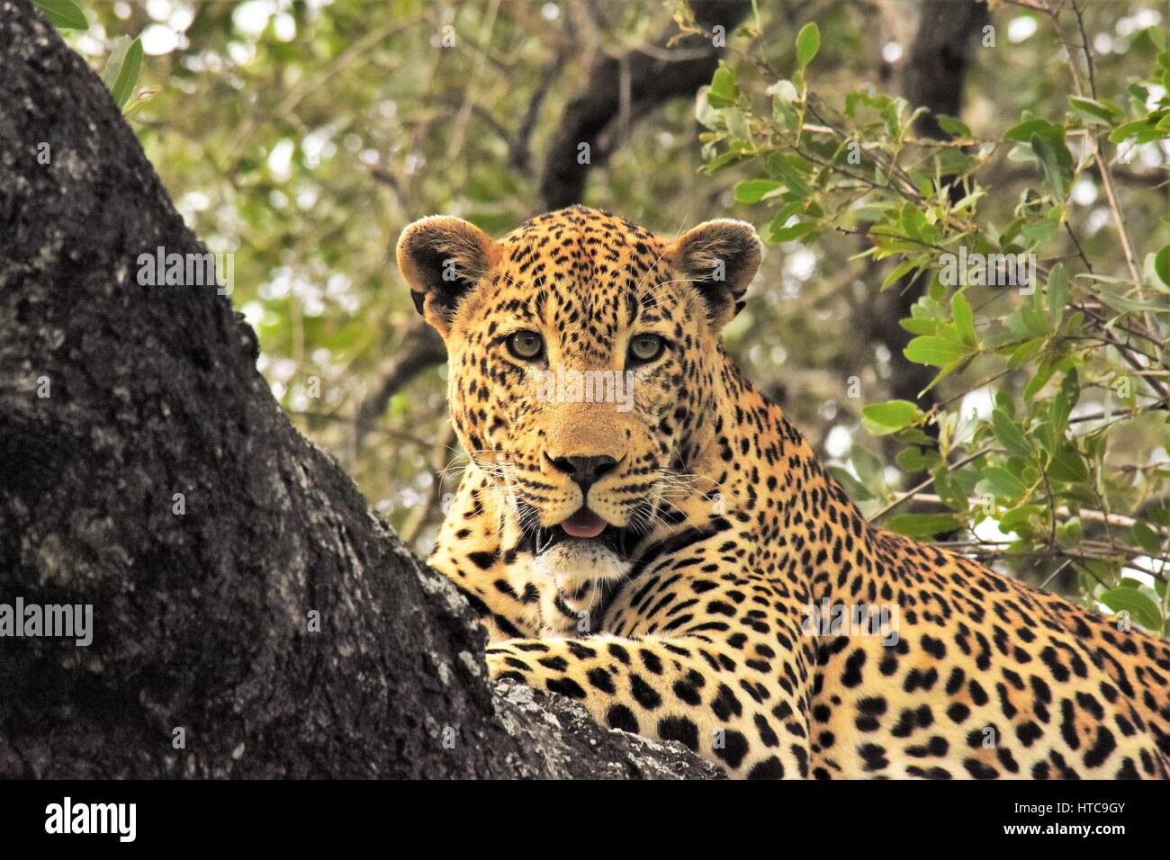 Leopard in the tree Stock Photo - Alamy