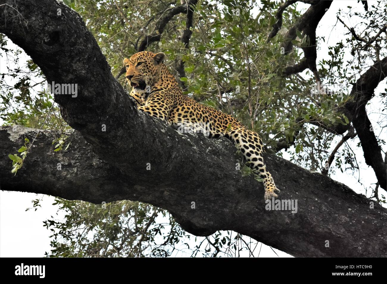 Leopard in the tree Stock Photo - Alamy