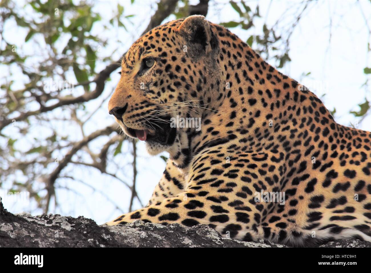 Leopard up close Stock Photo - Alamy