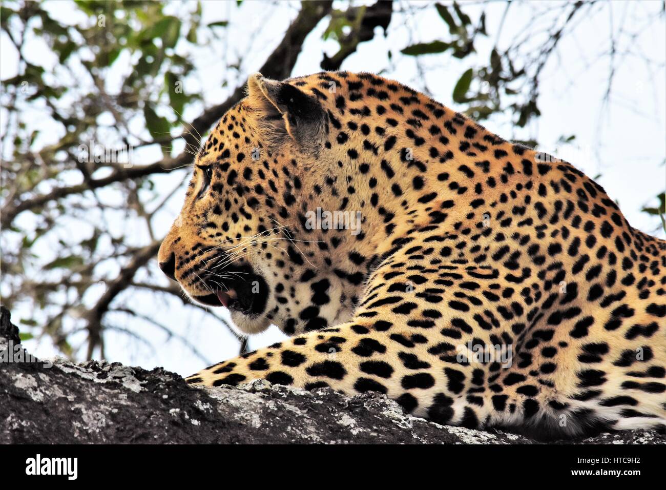 Leopard up close Stock Photo - Alamy