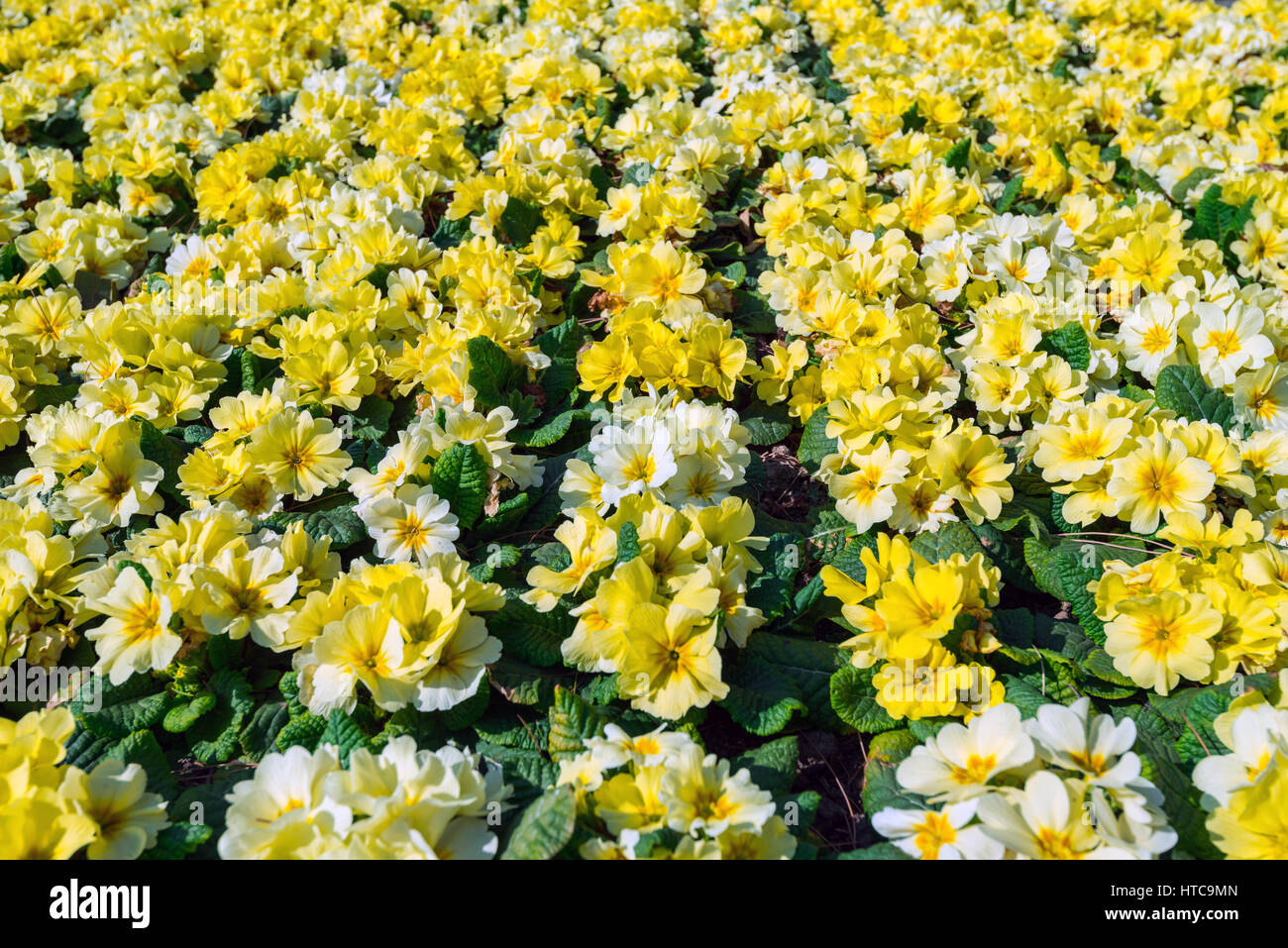 Flower bed with primrose flowers Stock Photo - Alamy