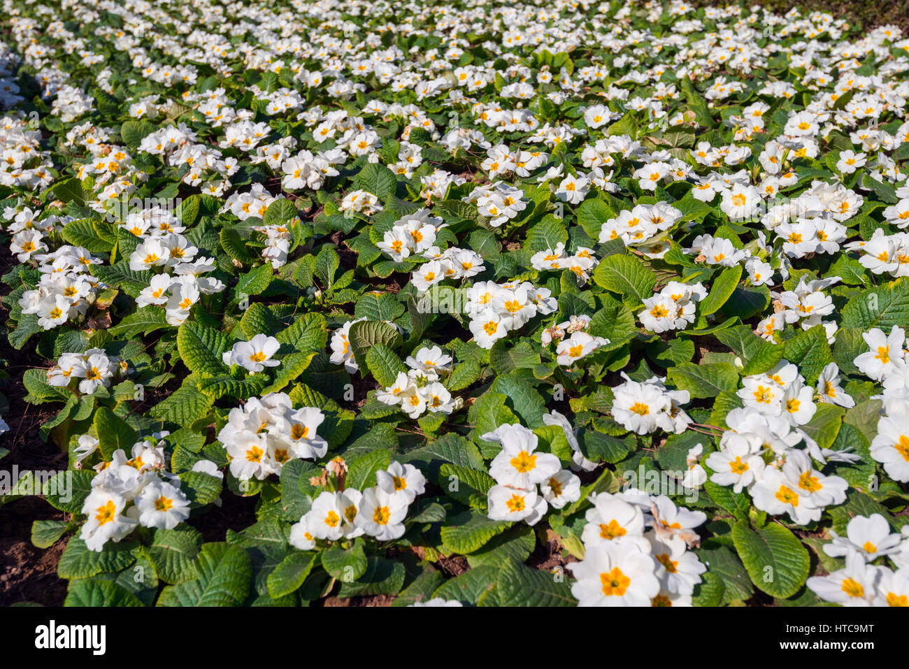 Flower bed with primrose flowers Stock Photo - Alamy
