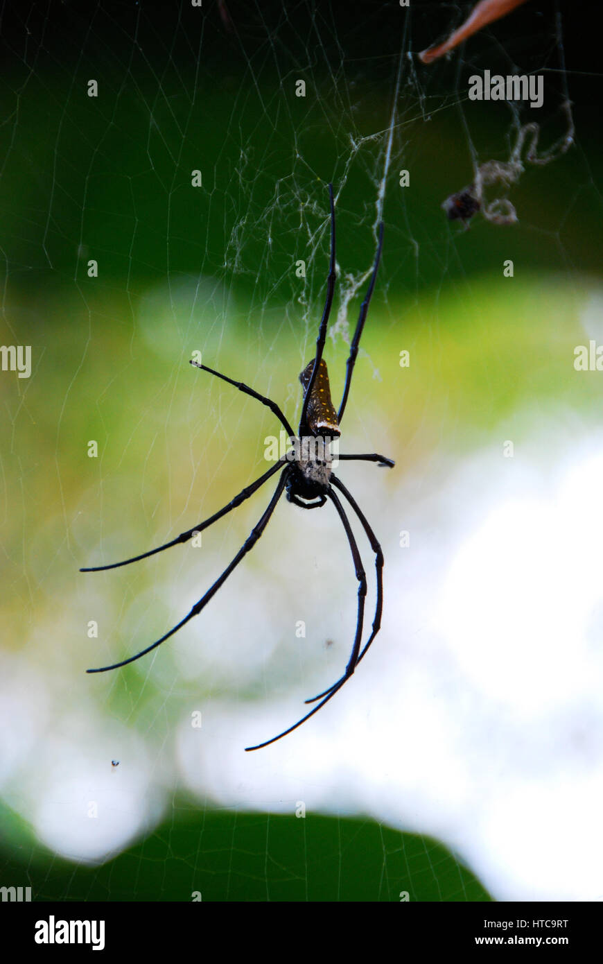 Spider - Stock image Spider, Animal Markings, Blue, Catching, Circle ...