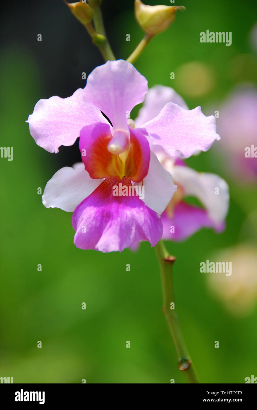 Vanda miss joaquim national flower of singapore hi-res stock ...