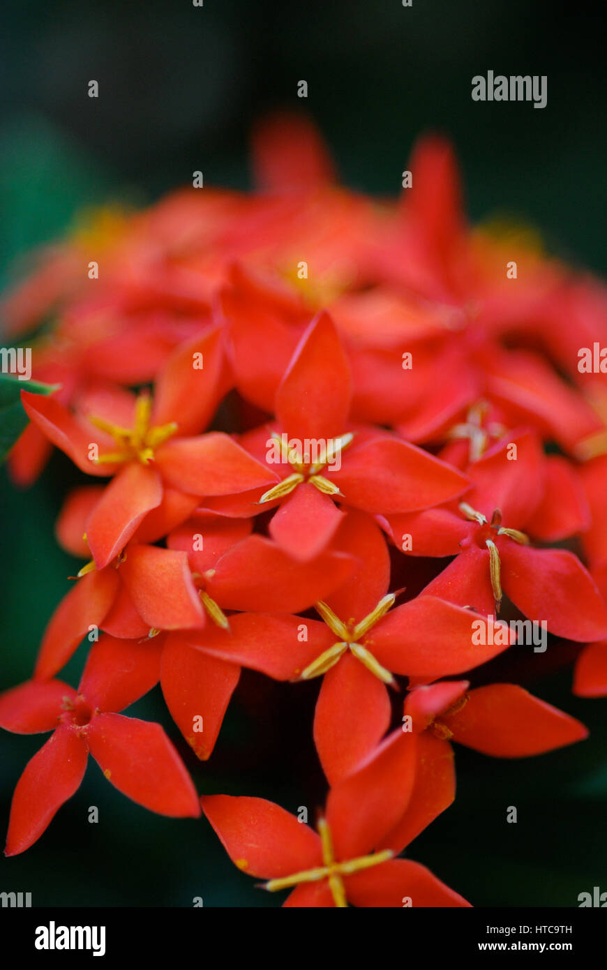 Santan flowers hi-res stock photography and images - Alamy