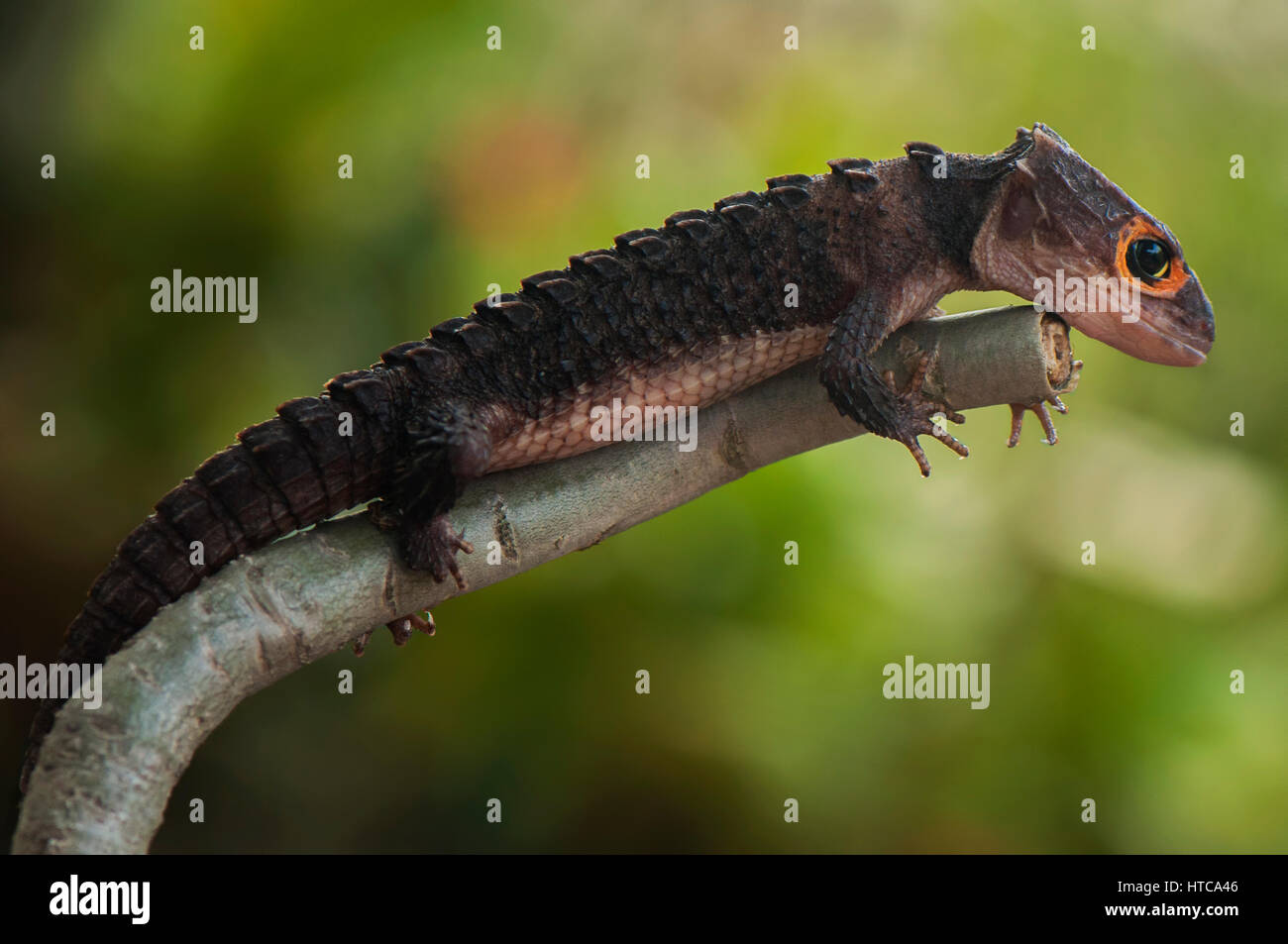 Little brown skink hi-res stock photography and images - Alamy