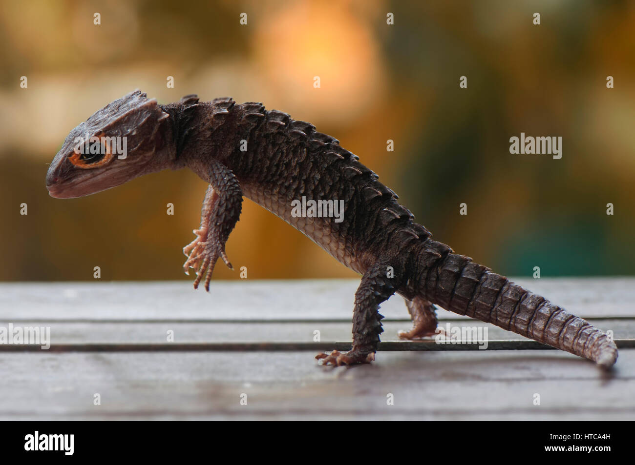 Little brown skink hi-res stock photography and images - Alamy