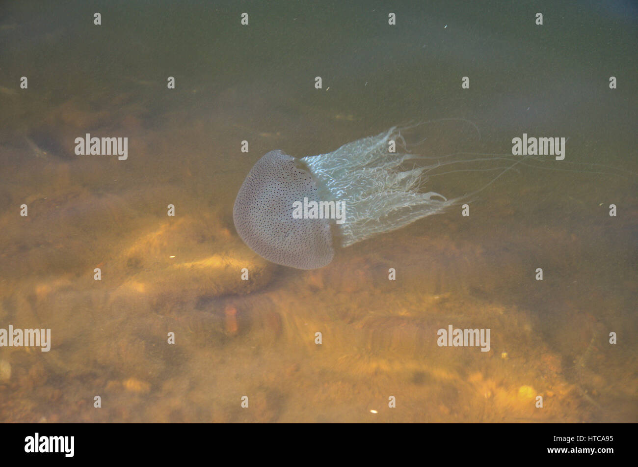 Glowing jellyfish in Shambhavi River near Mulki, Mangalore Stock Photo ...