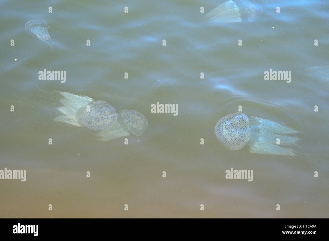Glowing jellyfish in Shambhavi River near Mulki, Mangalore Stock Photo ...