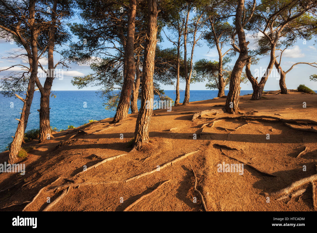 Sunset by the sea, coastal trees with visible roots on hill top at ...