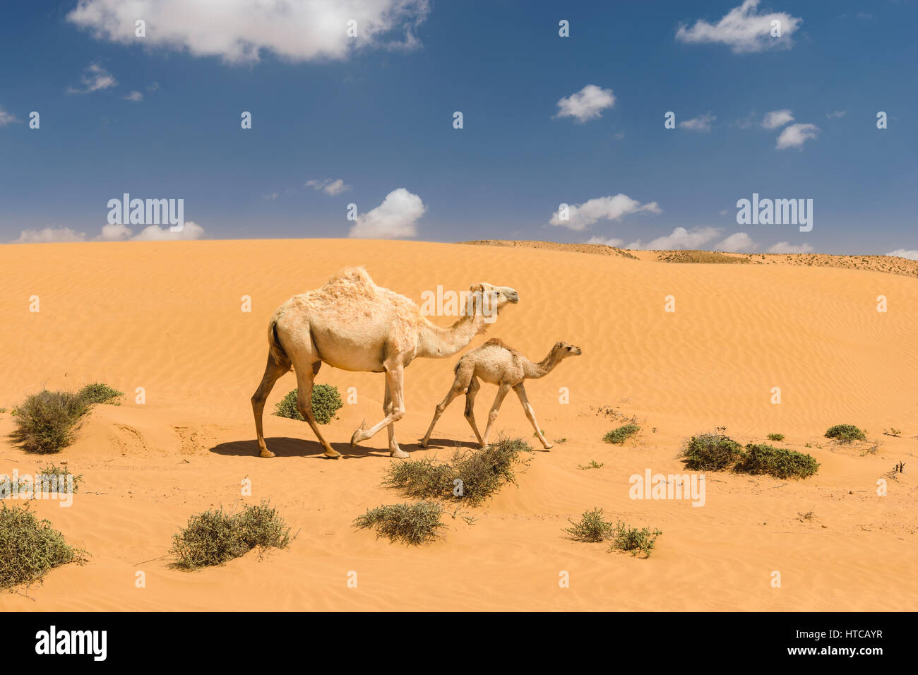 Arabian camel hi-res stock photography and images - Alamy