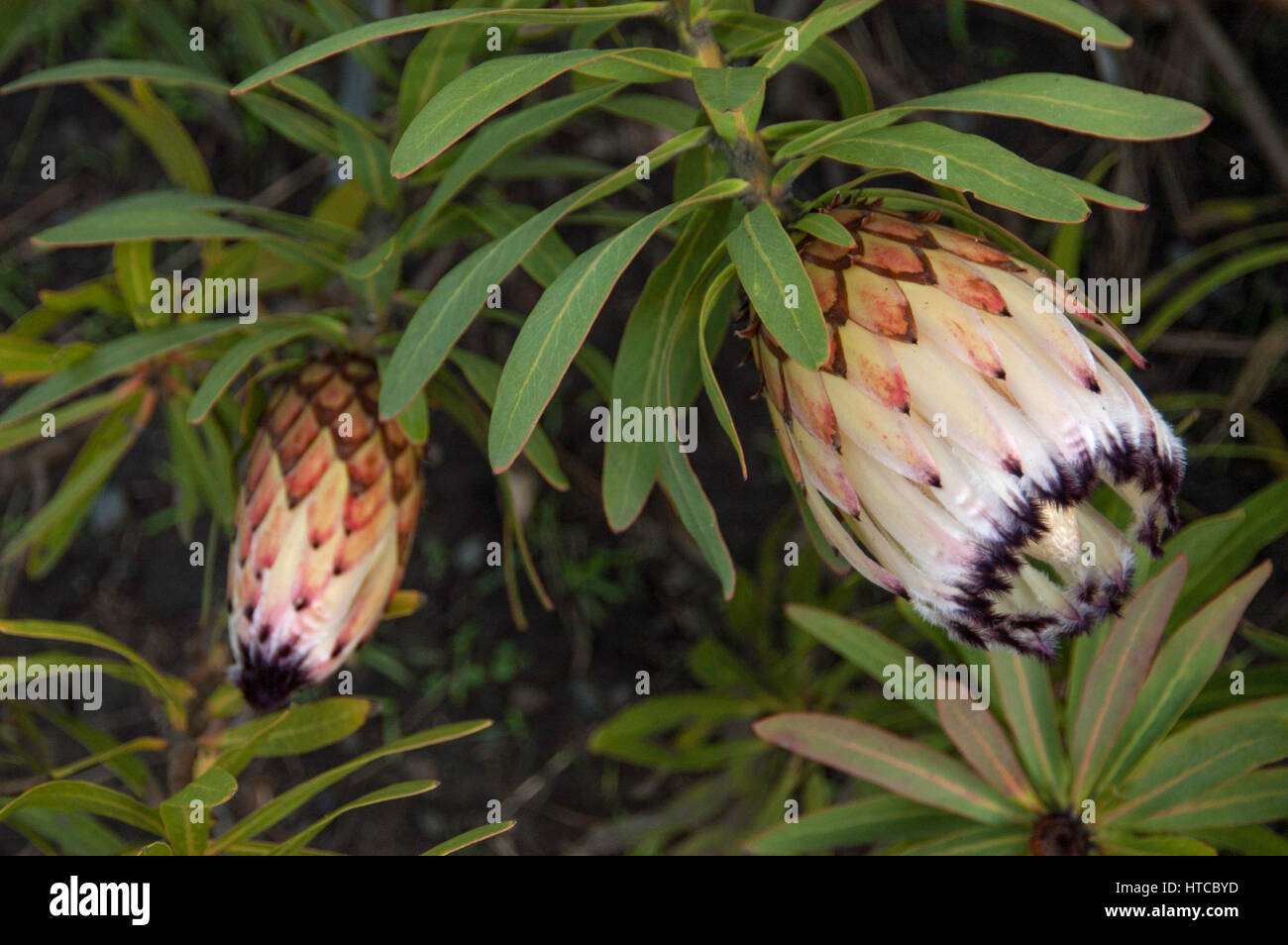 Protea neriifolia hi-res stock photography and images - Alamy