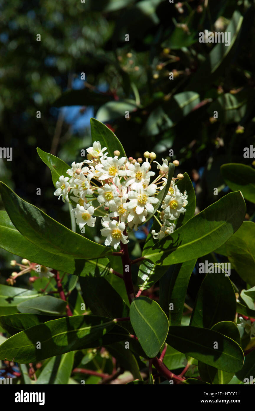 Drimys hi-res stock photography and images - Alamy