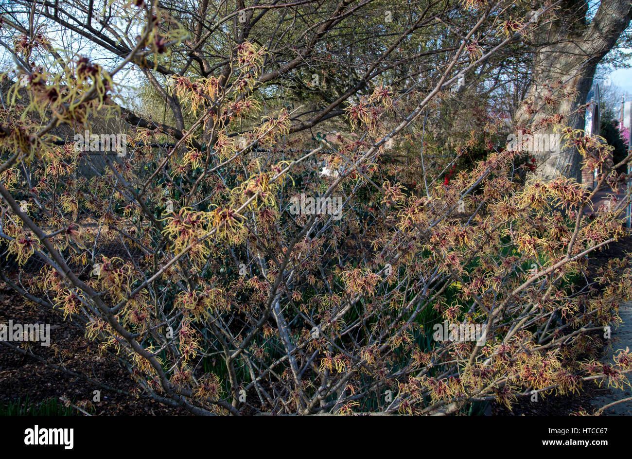 Witch hazel aurora hi-res stock photography and images - Alamy