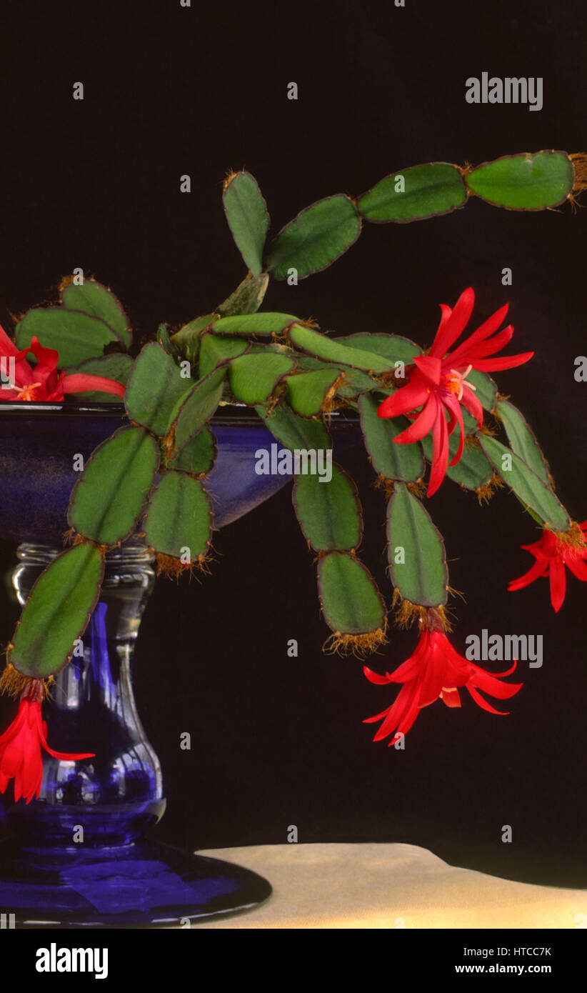 Rhipsalidopsis EASTER CACTUS Stock Photo - Alamy