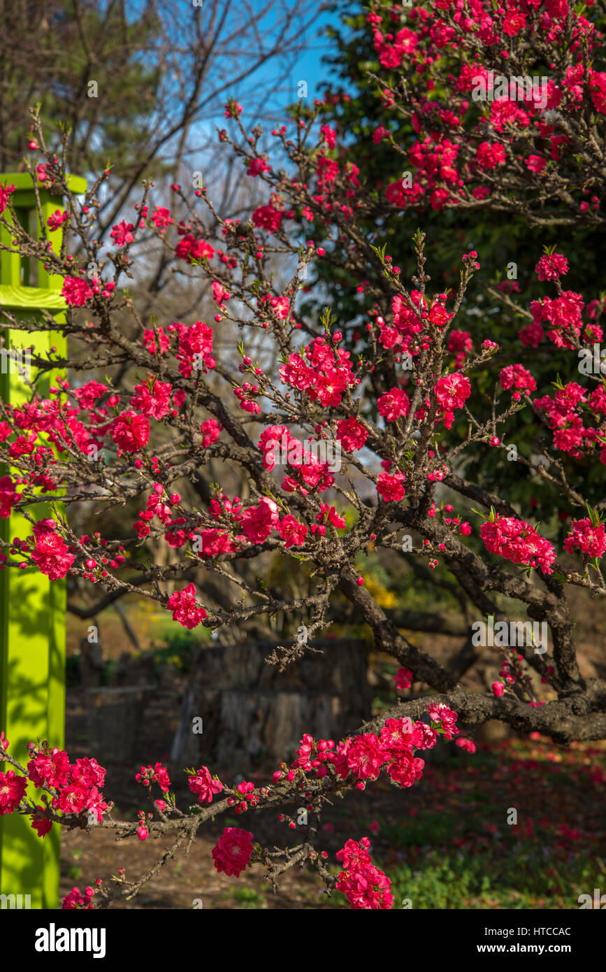 Southern Magnolia Tree Stock Photos & Southern Magnolia Tree Stock ...