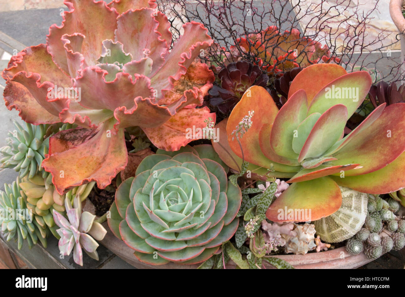 Mixed succulents in planter Stock Photo - Alamy