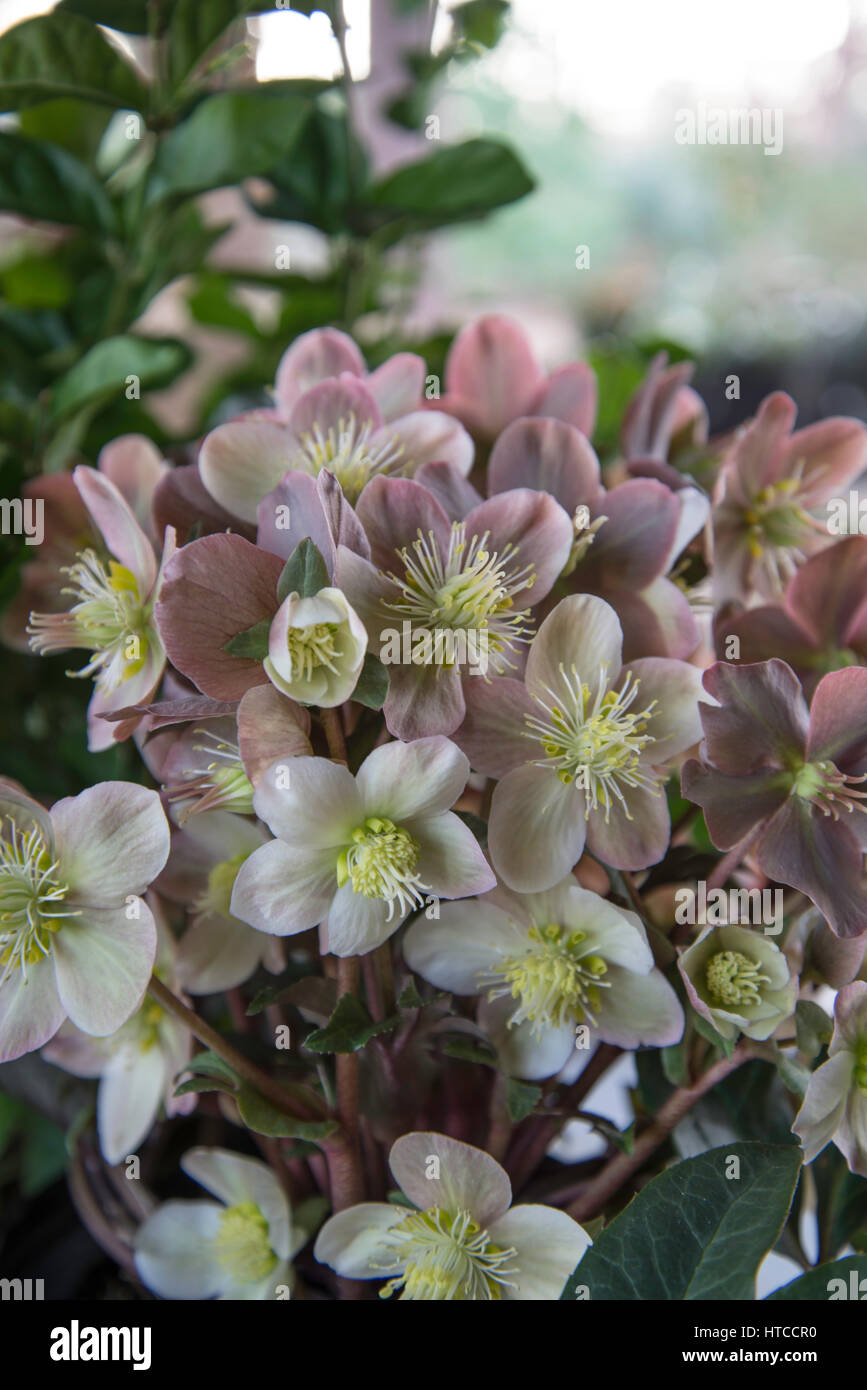 HELLEBORUS X BALLARDIAE HGC 'MAESTRO' , , Helleborus x ericsmithii ...