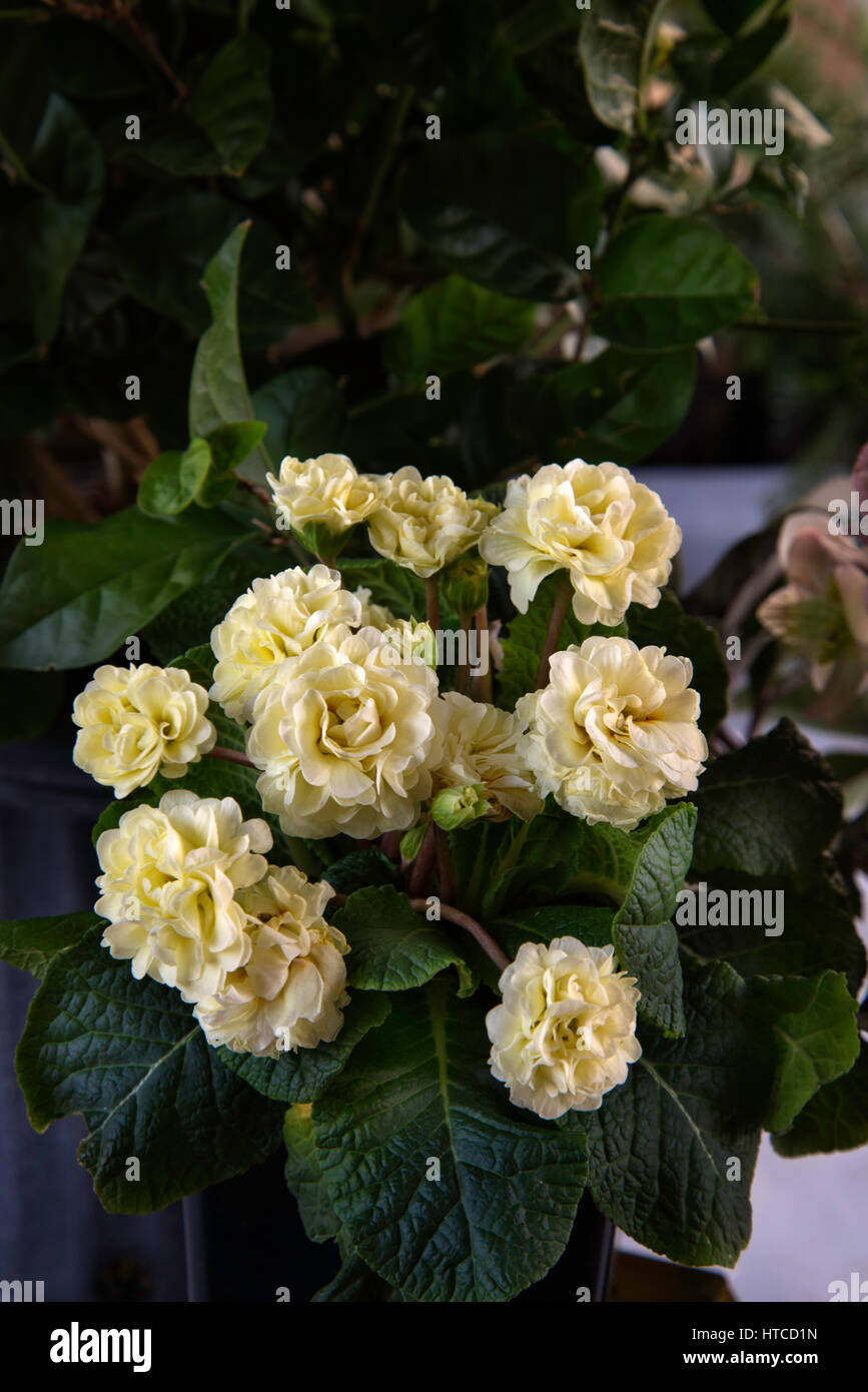 Primula ' Ballerina Cream' Stock Photo - Alamy