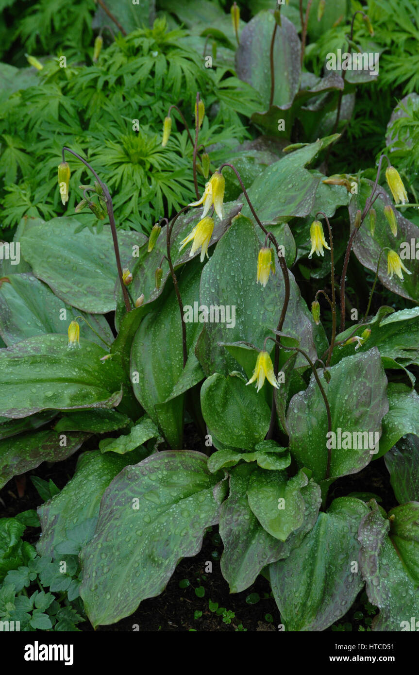 Southern magnolia tree hi-res stock photography and images - Alamy