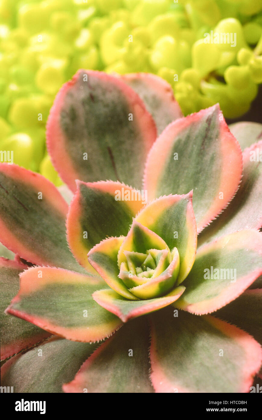 Aeonium succulent hi-res stock photography and images - Alamy