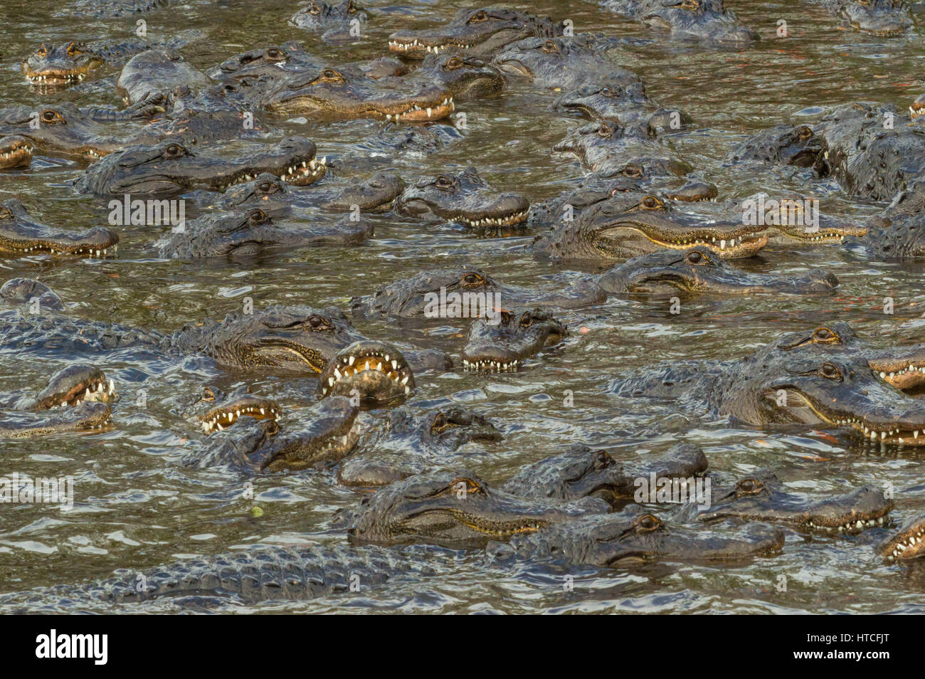 Alligator feeding frenzy Stock Photo - Alamy