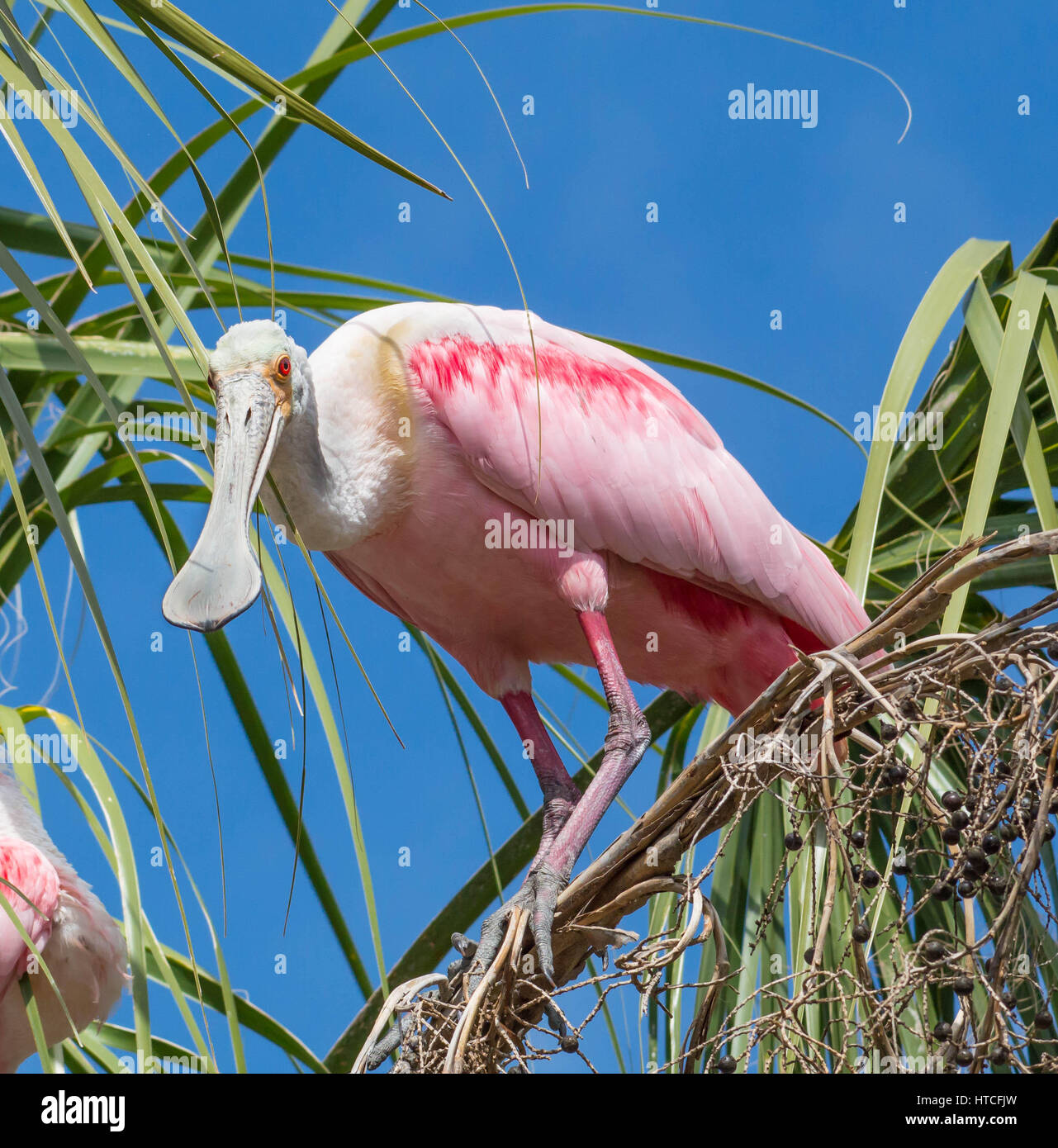 Red spoonbill hi-res stock photography and images - Alamy