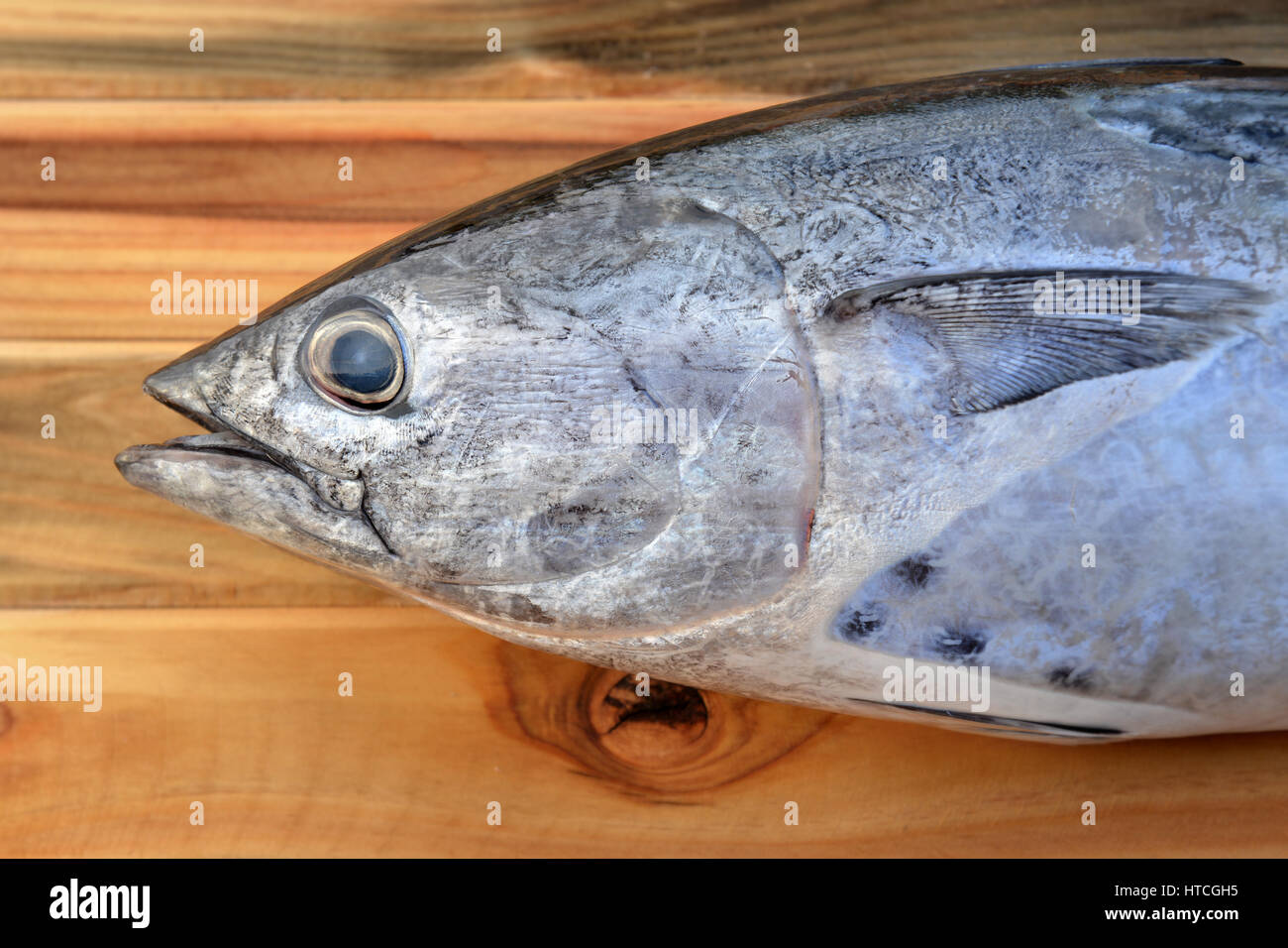 fresh eastern little tuna from fishery market with wooden photo in ...