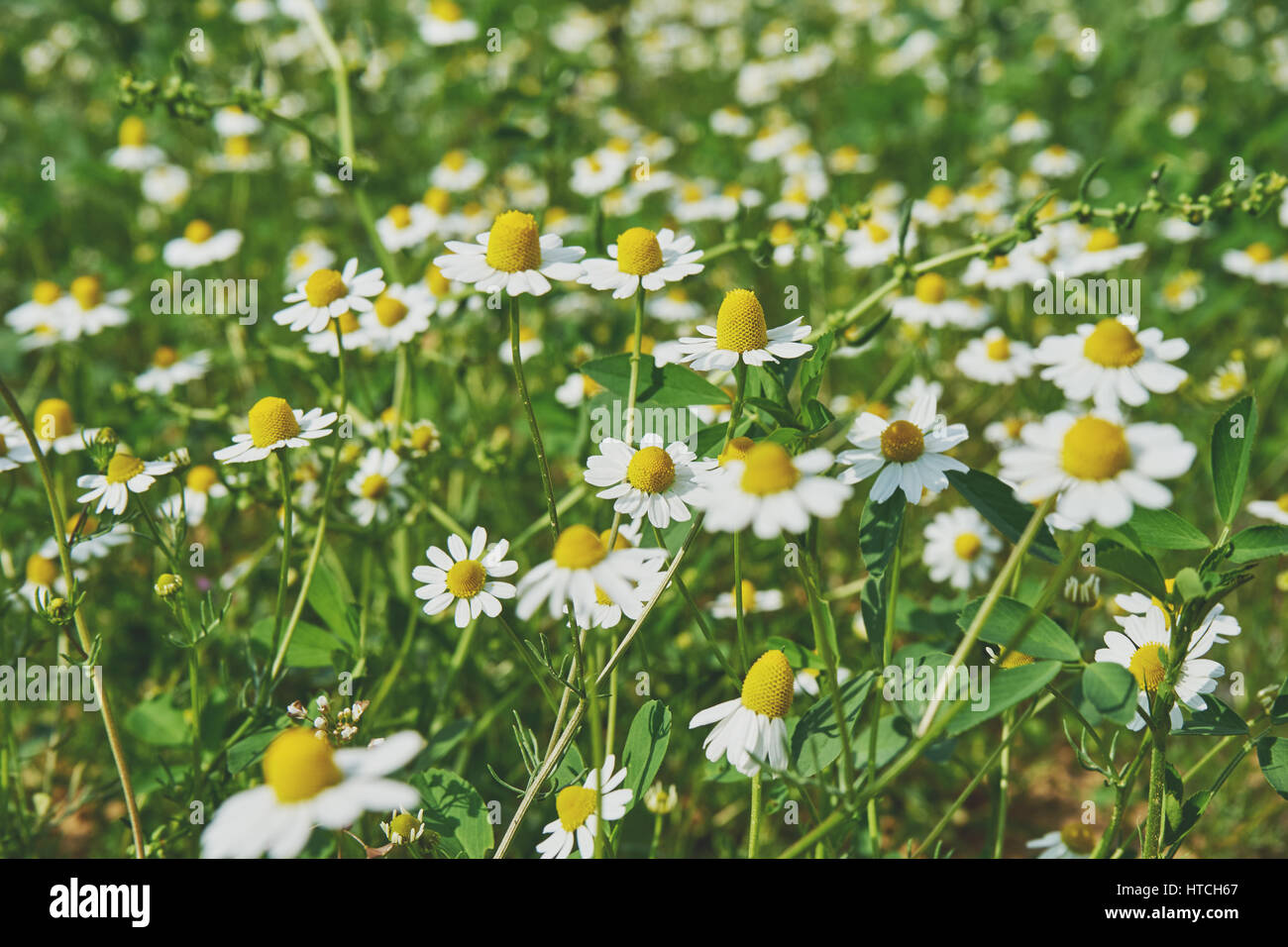 Daisies in the field Stock Photo - Alamy