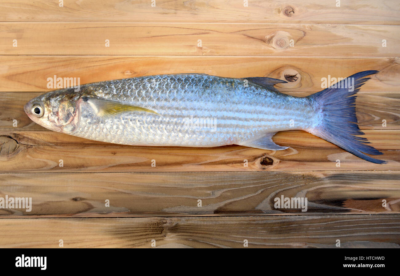 Mullet fish hi-res stock photography and images - Alamy