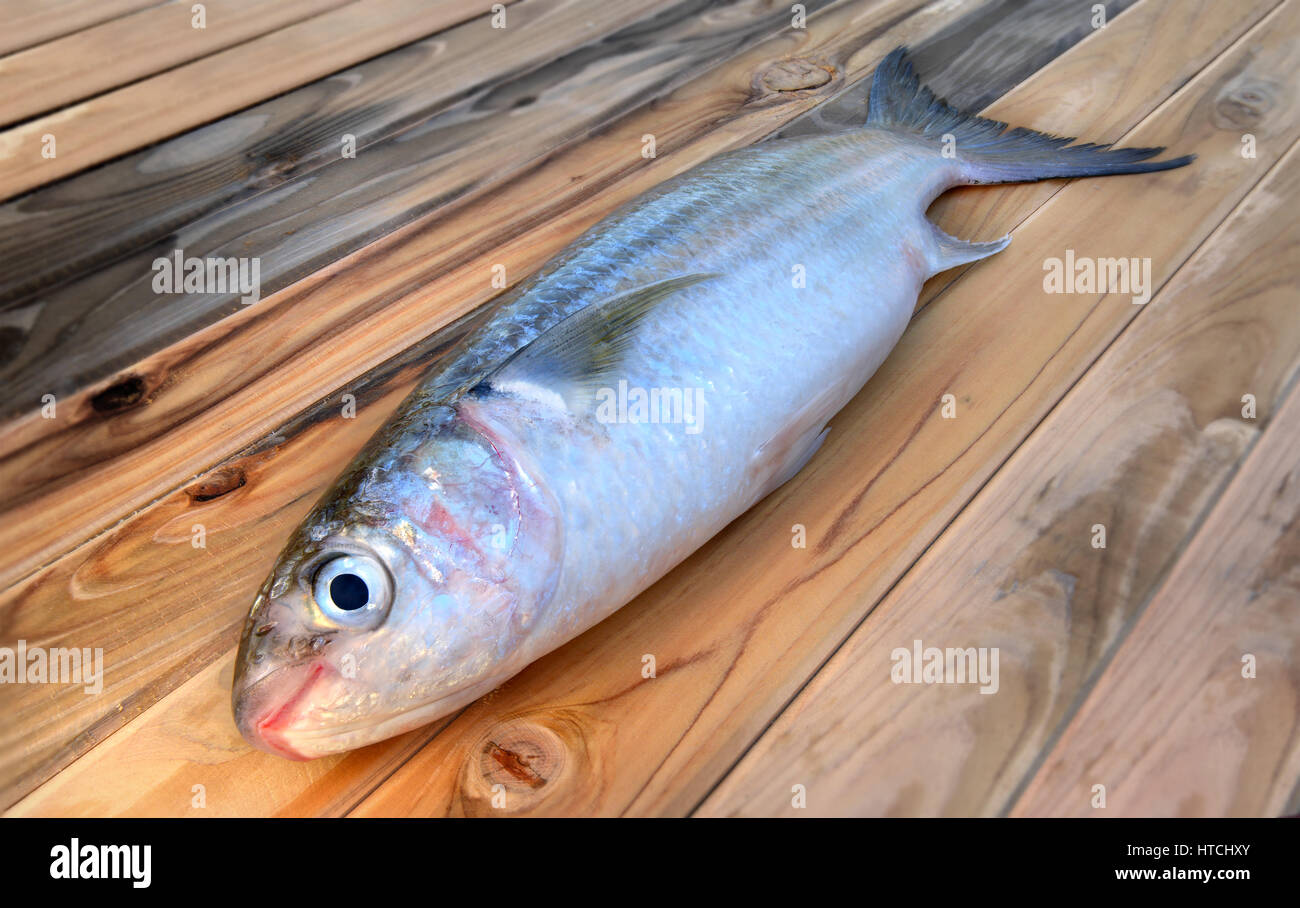 Mullet fish hi-res stock photography and images - Alamy
