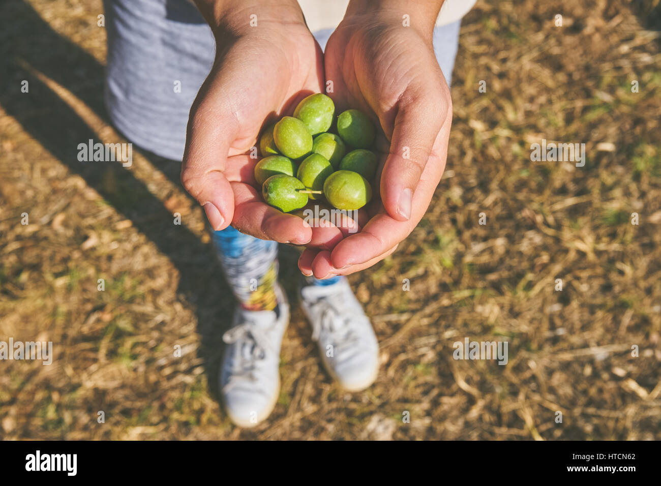 Hands holding olives for olive oil hi-res stock photography and images ...