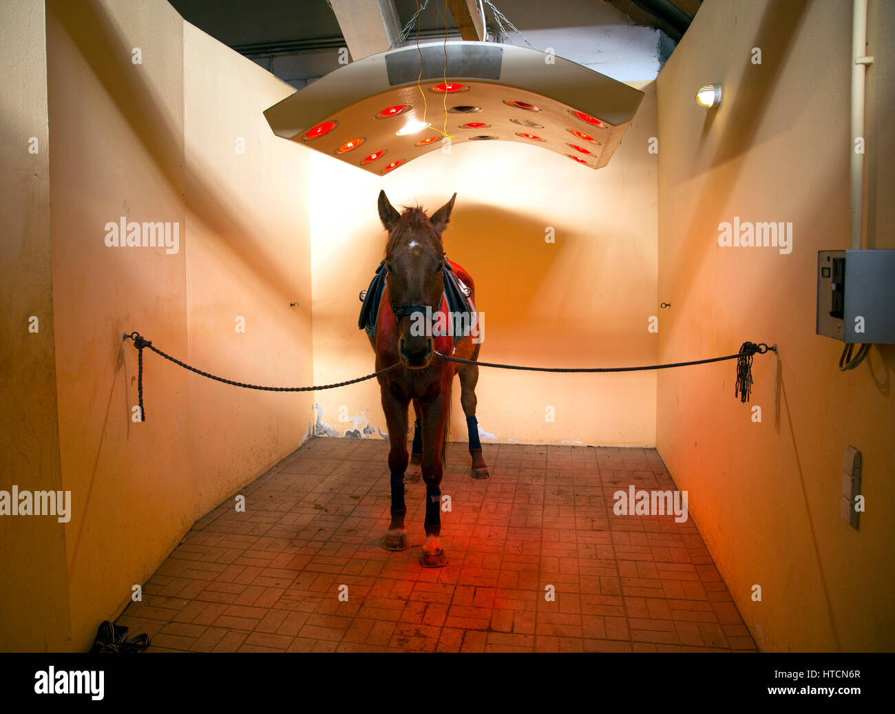 Thoroughbred stallion enjoy equine solarium on animal farm rural scene ...