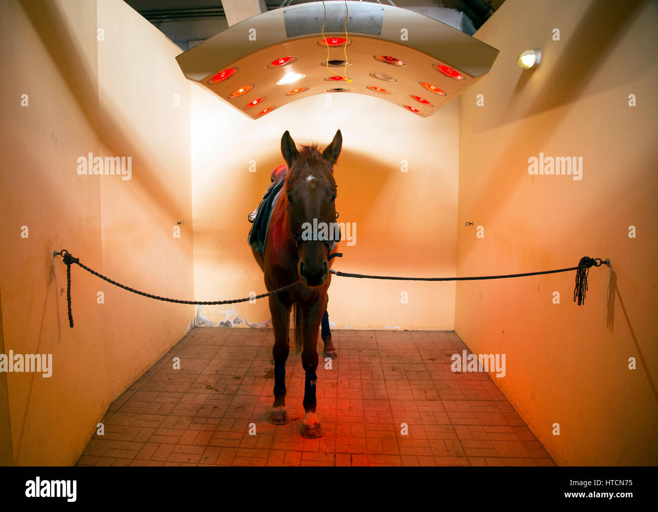 Thoroughbred stallion enjoy equine solarium on animal farm rural scene ...