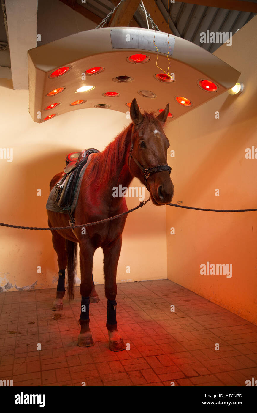 Thoroughbred stallion enjoy equine solarium on animal farm rural scene ...