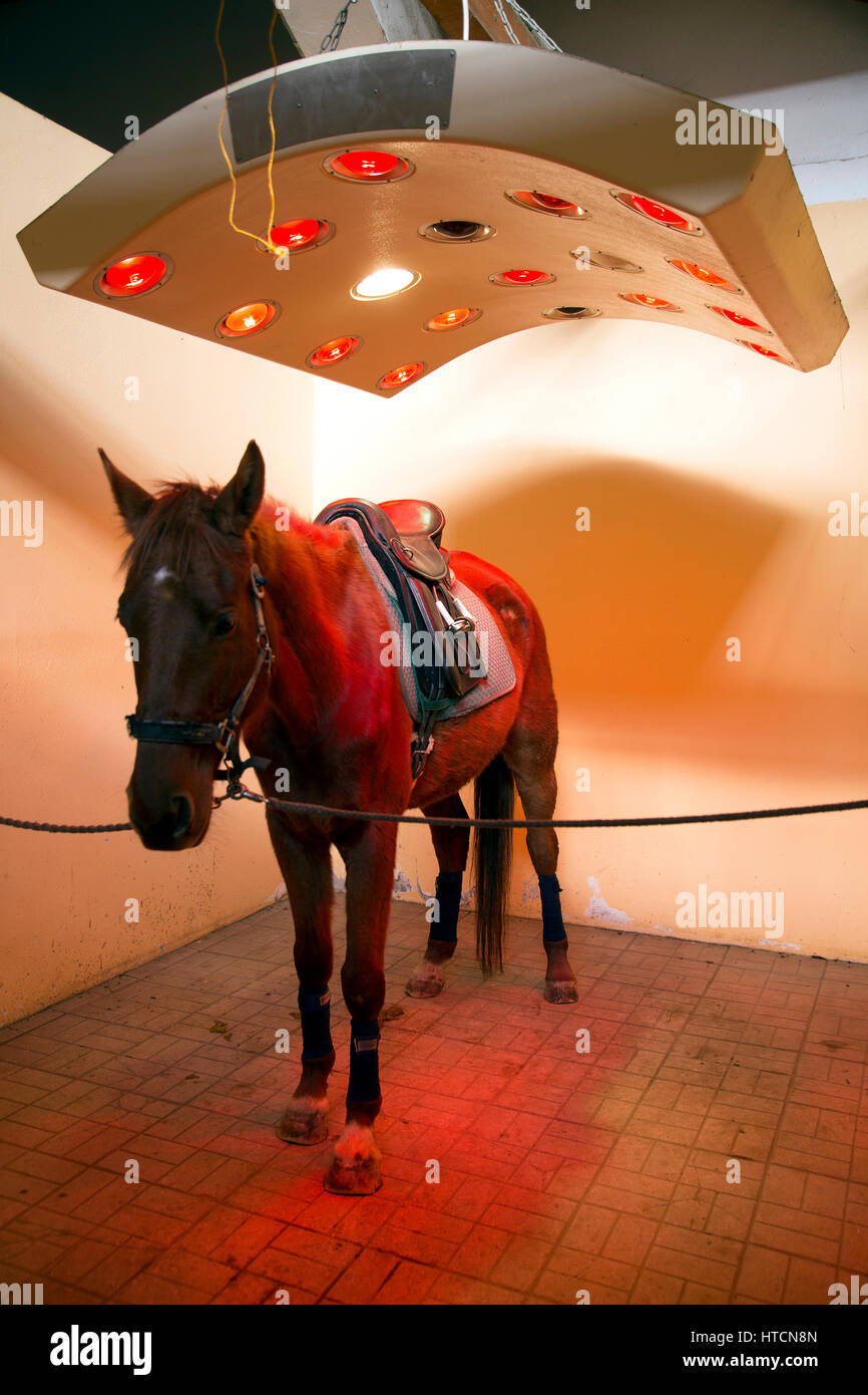 Thoroughbred stallion enjoy equine solarium on animal farm rural scene ...