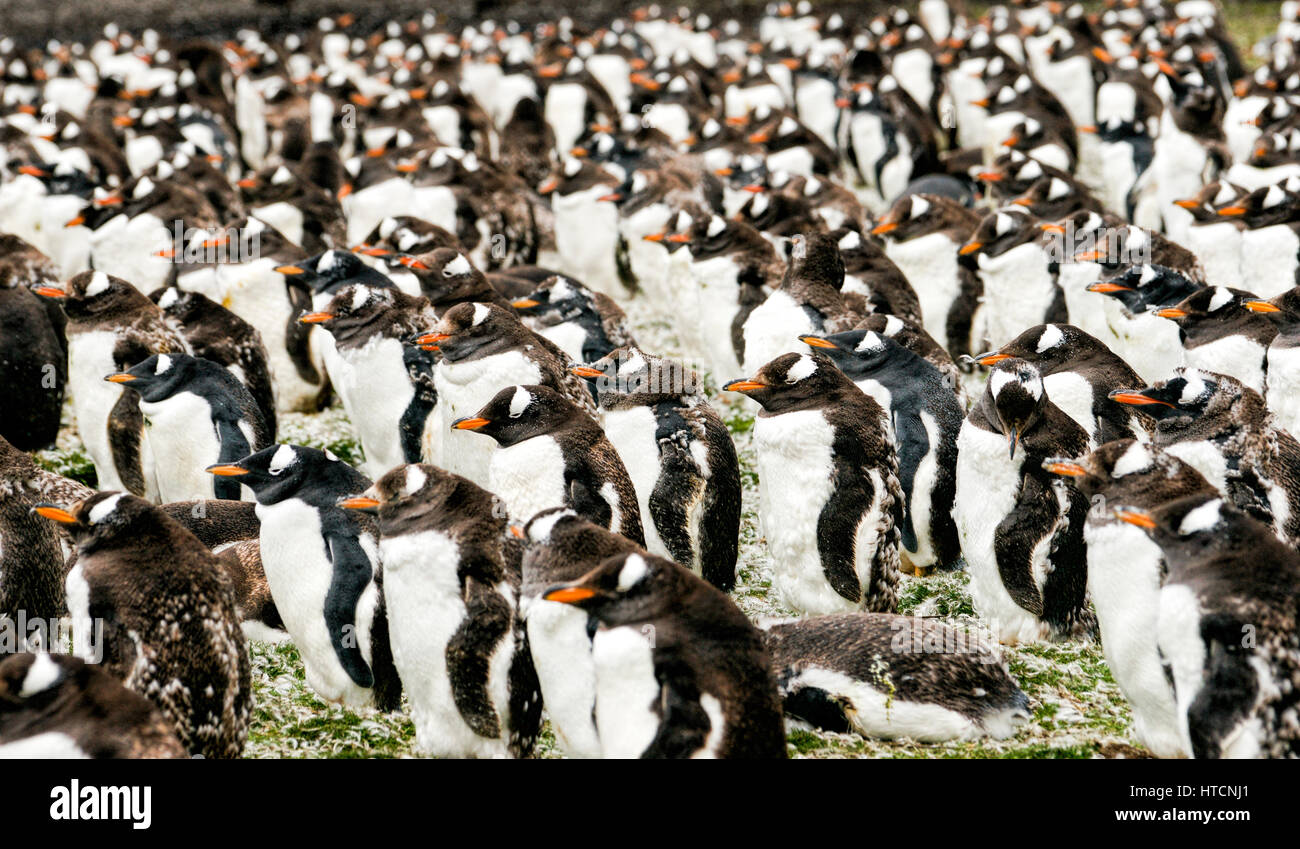 The baby or juvenile penguins are gathered together in the rookery for ...