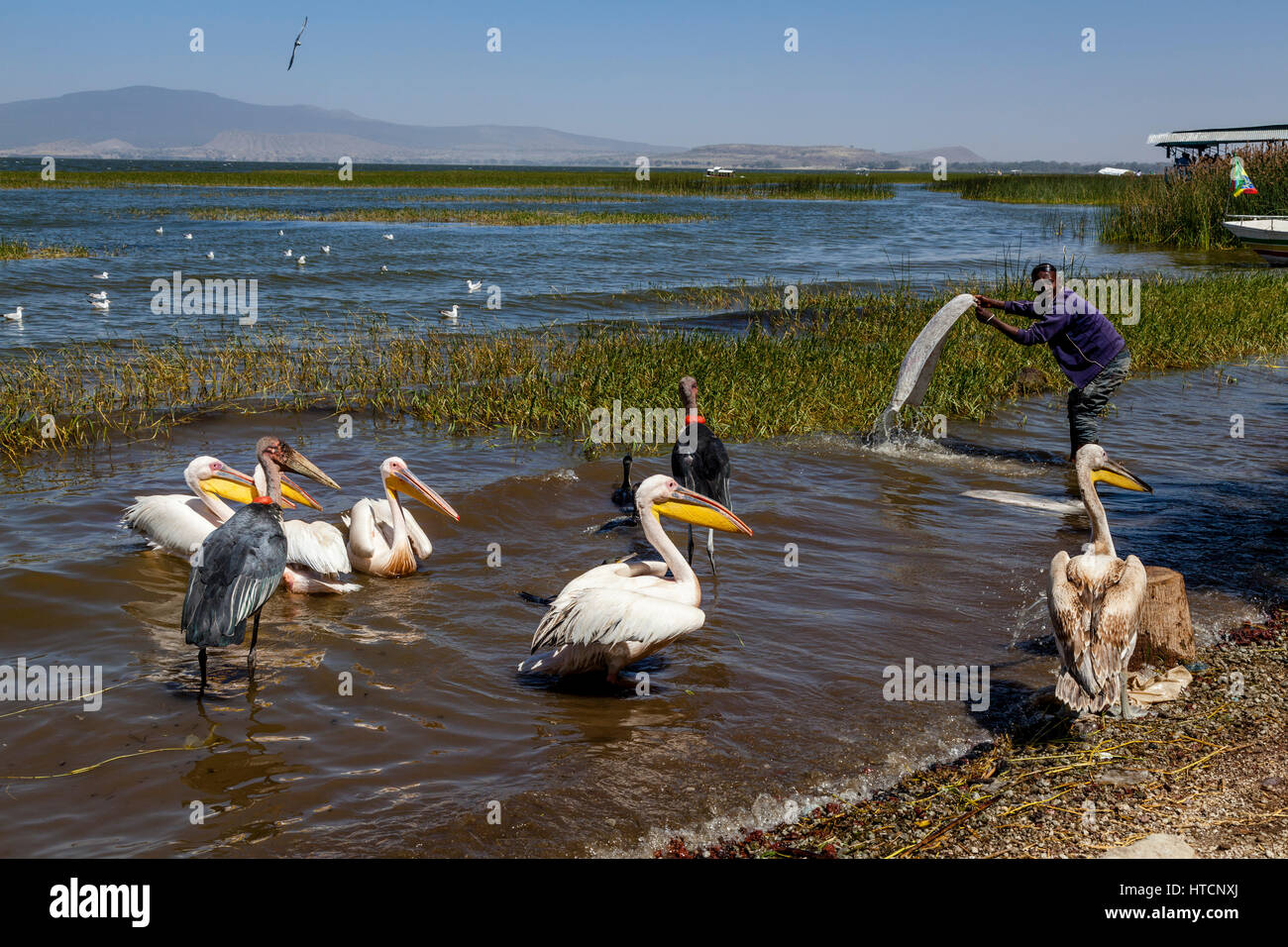 Birds On The Lake Shore, Lake Awassa, Ethiopia Stock Photo - Alamy
