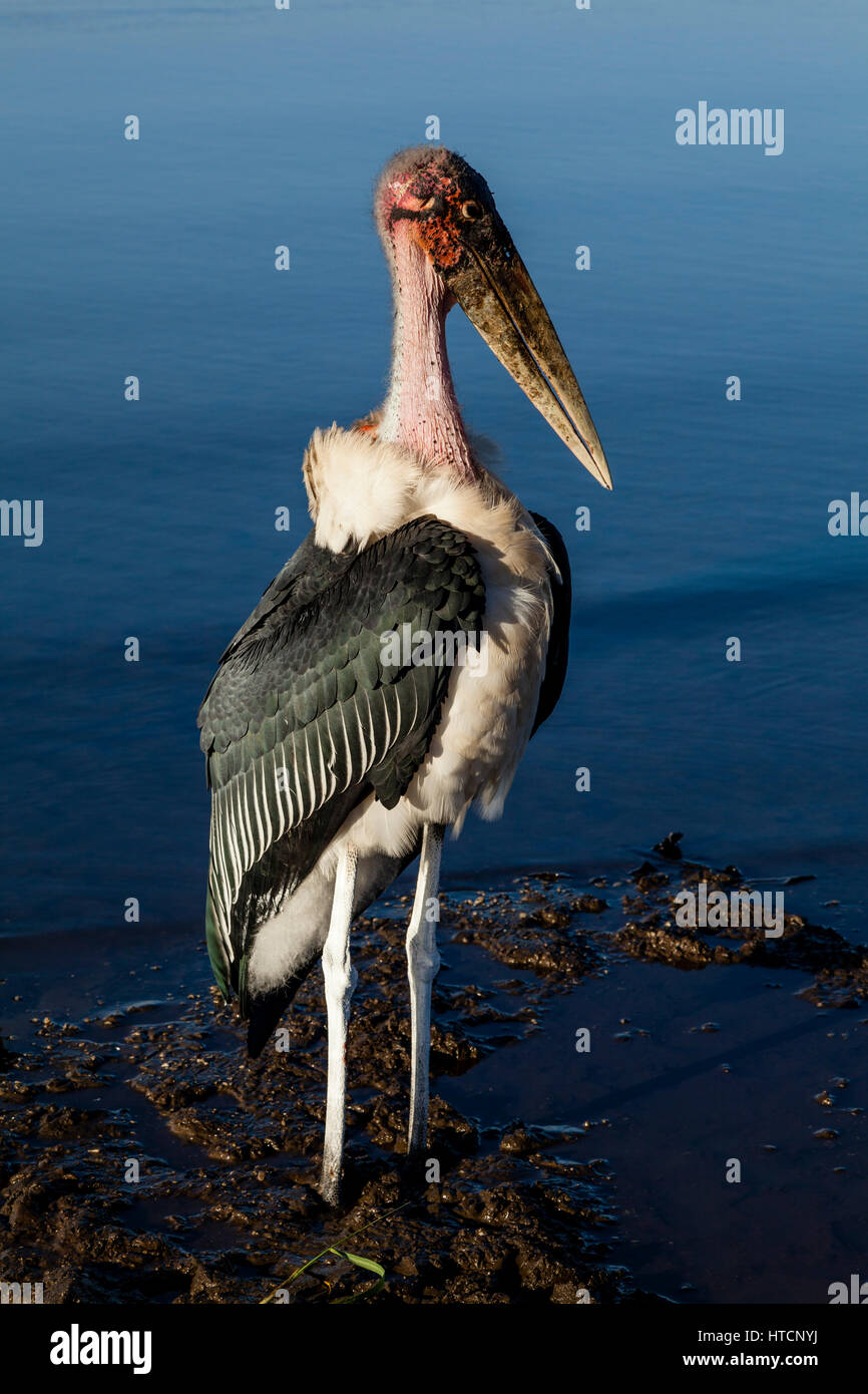 A Marabou Stork (Leptoptilos Crumenifer) Lake Awassa, Ethiopia Stock ...