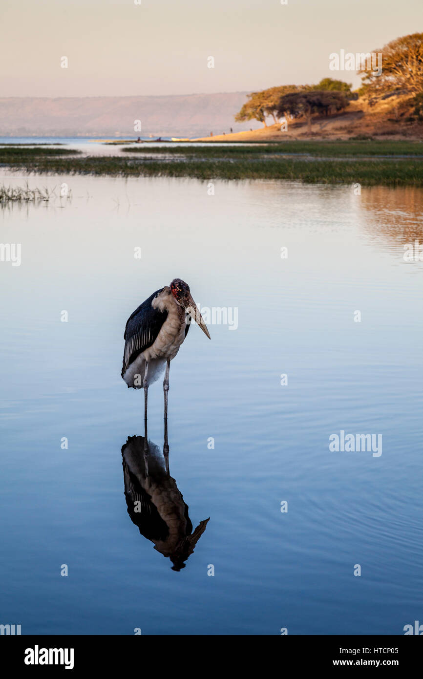 A Marabou Stork (Leptoptilos Crumenifer) Lake Awassa, Ethiopia Stock ...