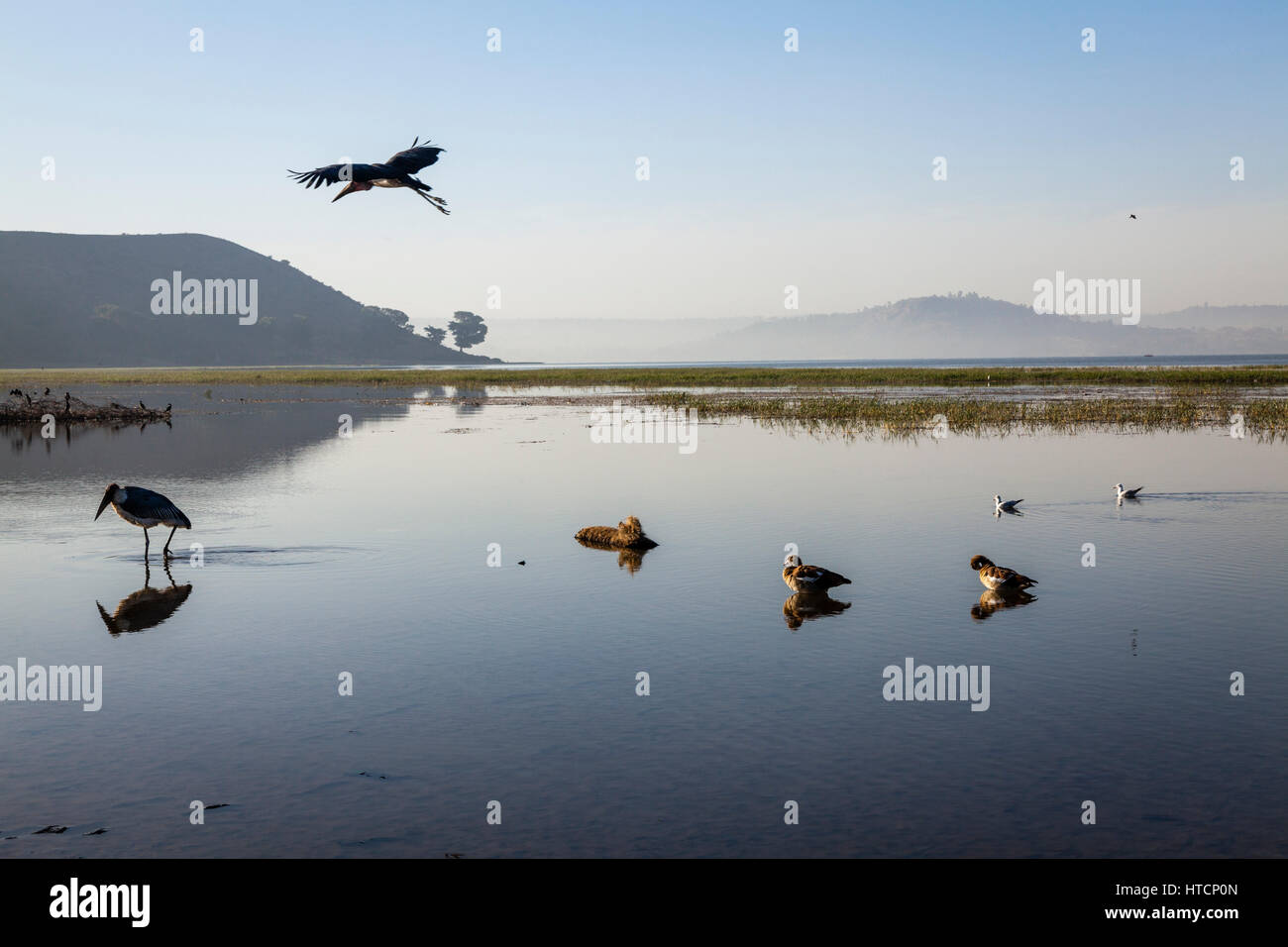 Lake Awassa At Sunrise, The Rift Valley, Ethiopia Stock Photo - Alamy
