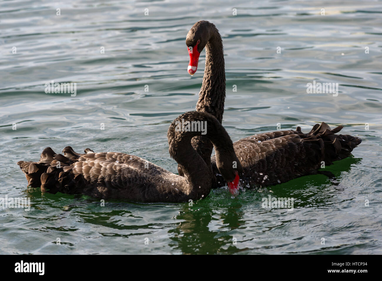 Two courting Australian black swans perform their mating ritual on Lake ...