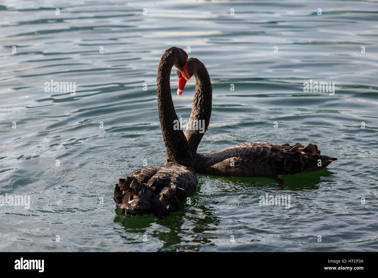 Black swans mating hi-res stock photography and images - Alamy